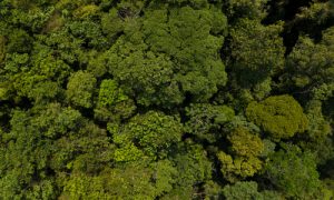 Tasa Compensatoria por Aprovechamiento Forestal Maderable en Bosques ...